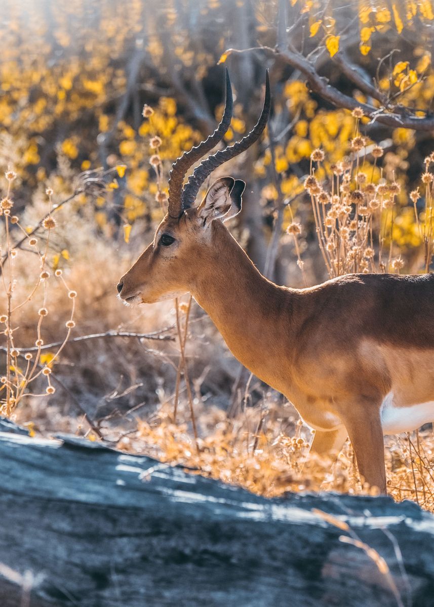 'golden antelope' Poster by Travel Travel | Displate