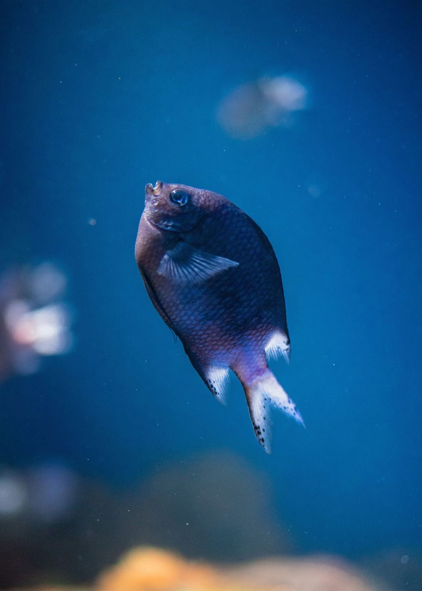 'wave snapping fish' Poster, picture, metal print, paint by Travel ...