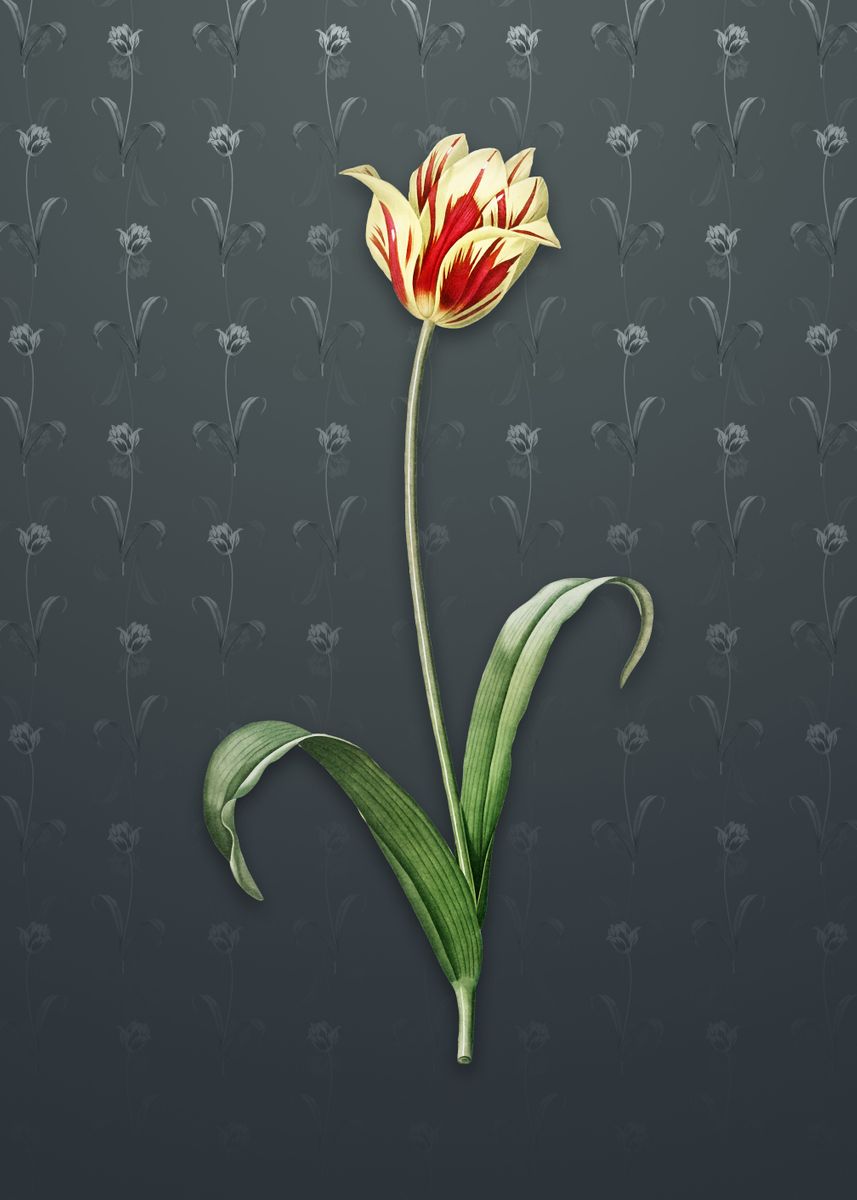 'Vintage Didiers Tulip' Poster by Holy Rock Design | Displate