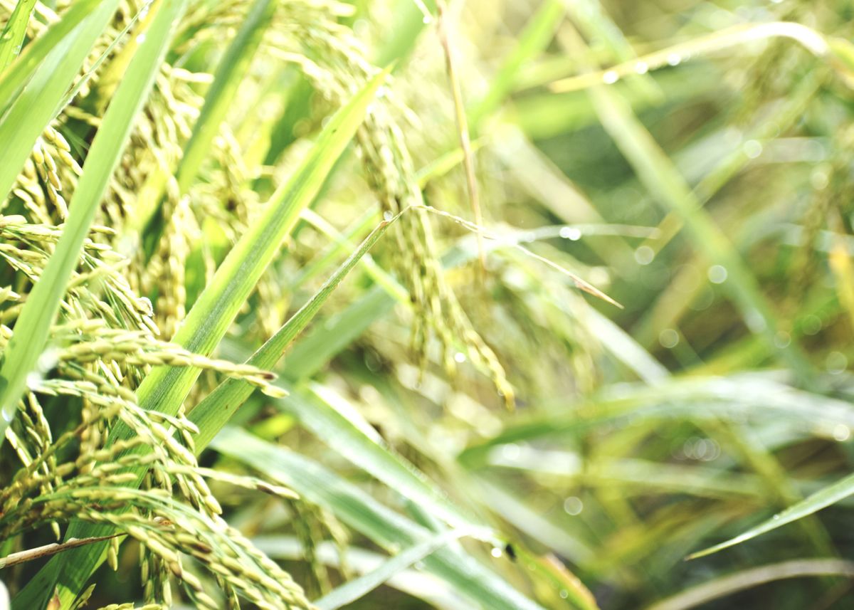 'Cultivation of paddy' Poster by Ravindra Kumar | Displate