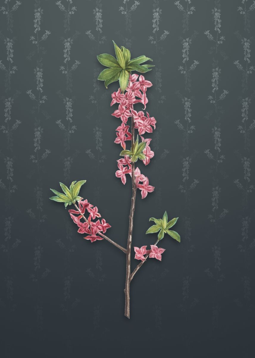 'February Daphne Flowers' Poster by Holy Rock Design | Displate