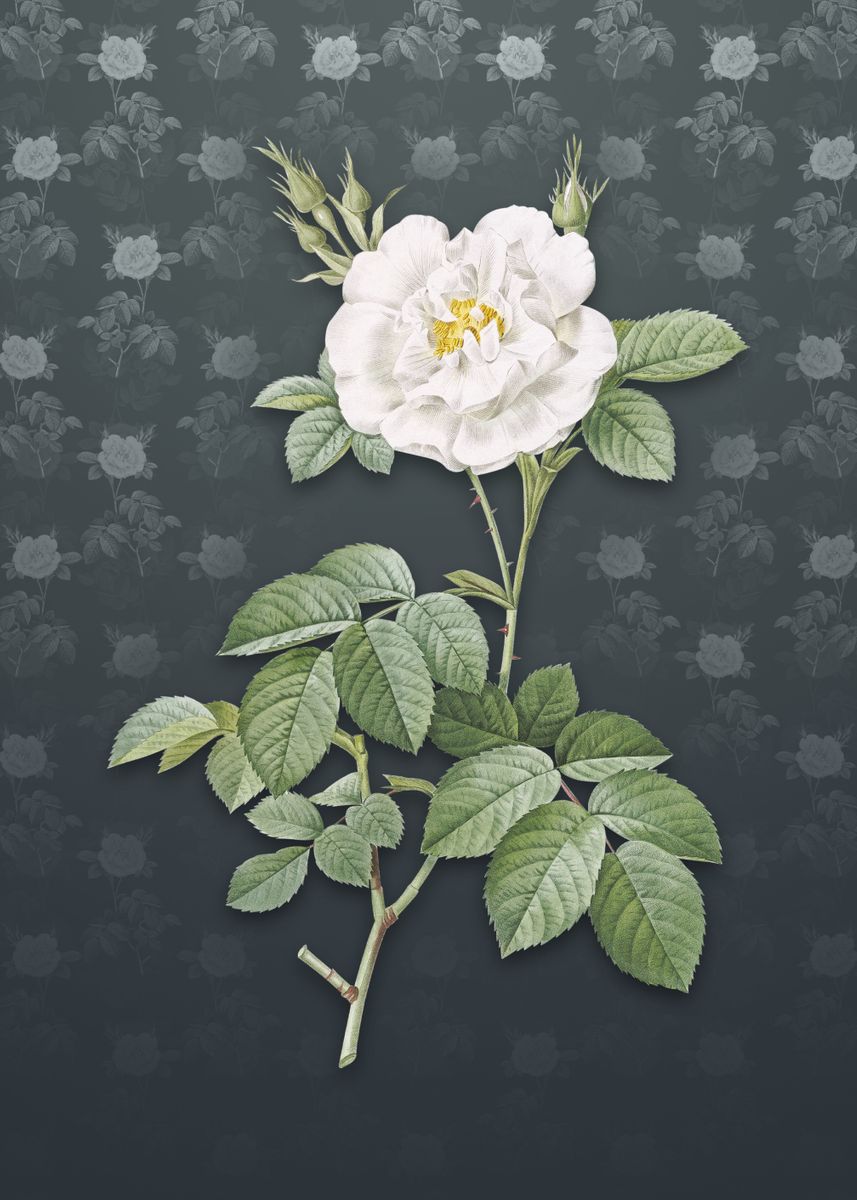 'White Rose on Slate Gray' Poster by Holy Rock Design | Displate