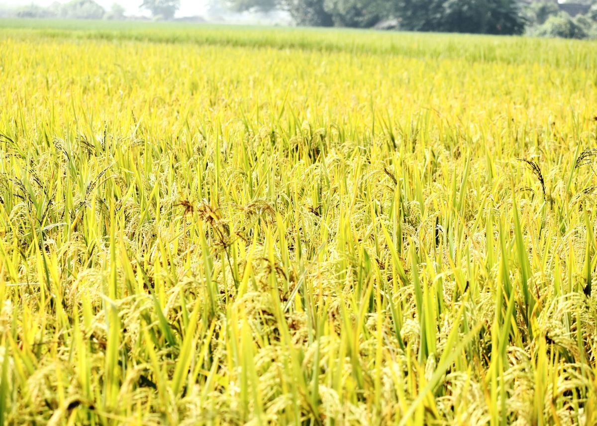 'Cultivation of paddy' Poster by Ravindra Kumar | Displate
