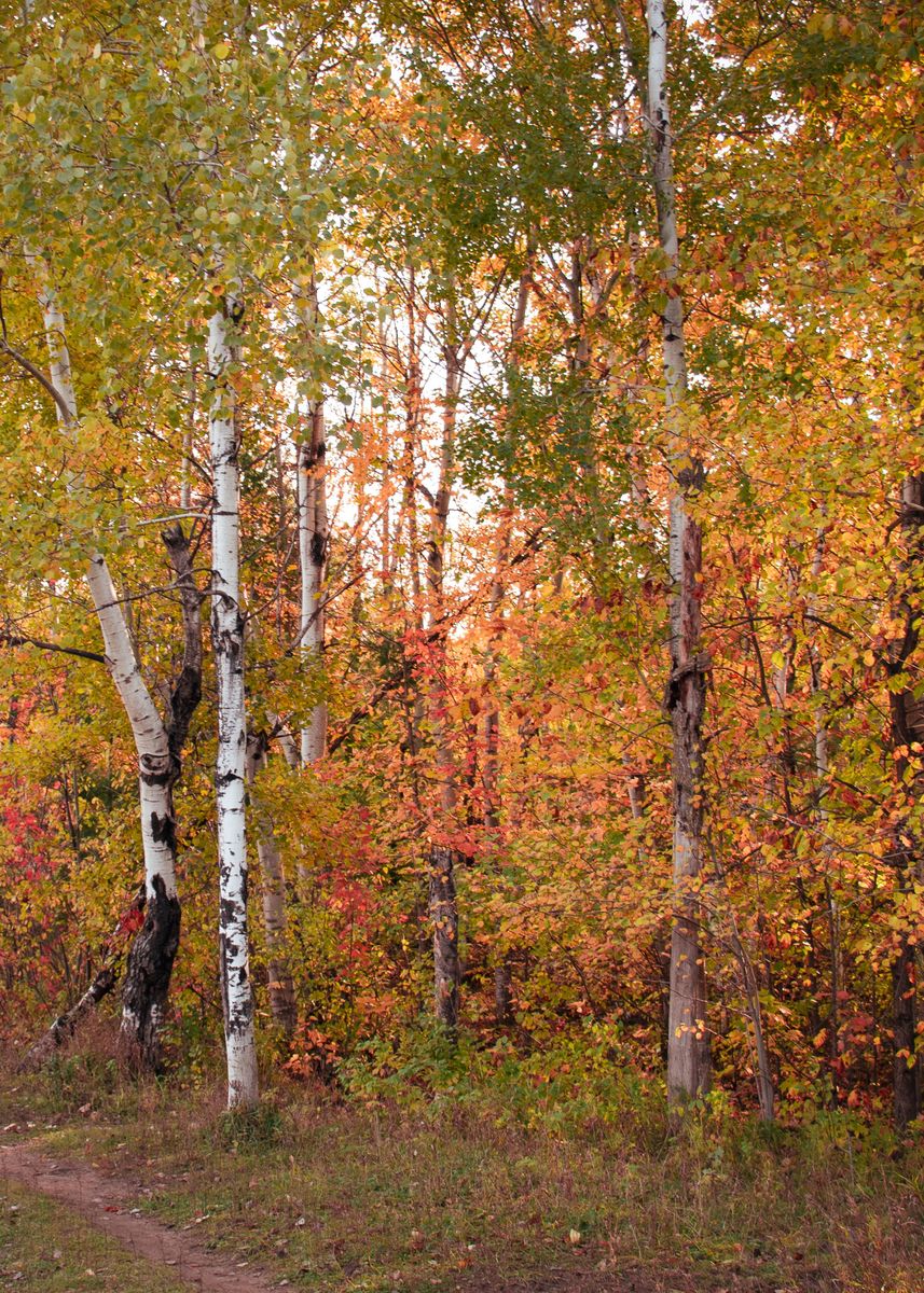 'autumn tree' Poster by mystery box | Displate
