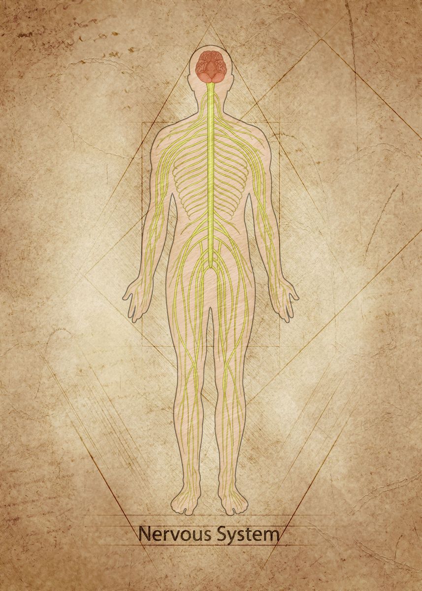 'Nervous System ' Poster, picture, metal print, paint by Luvy | Displate