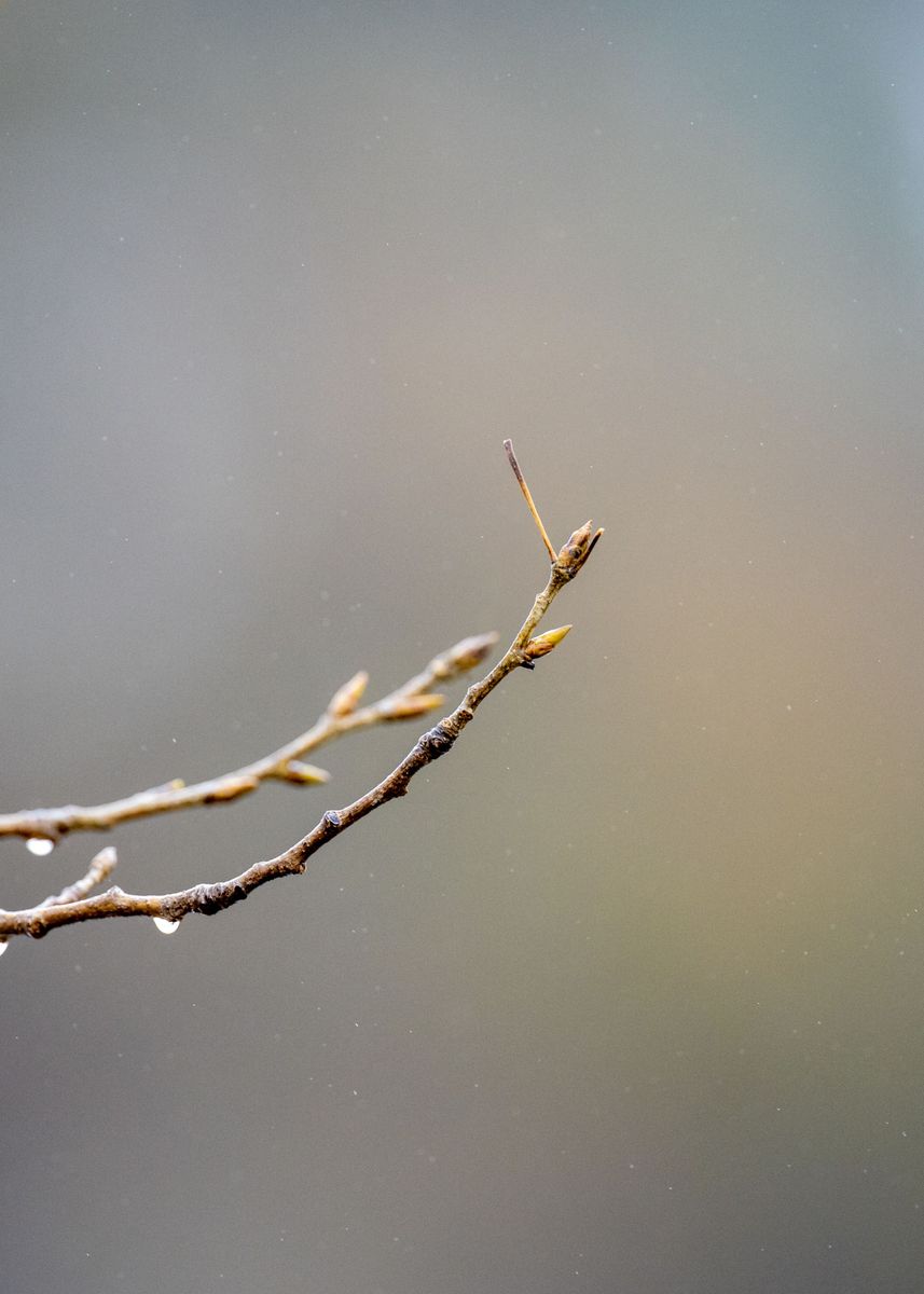 ' branch ' Poster by Fast Elevator | Displate