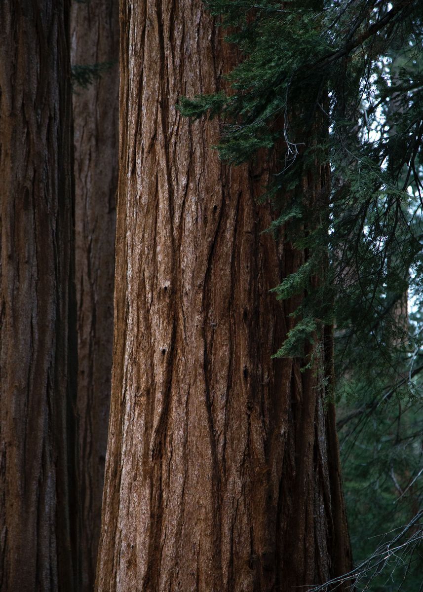 'Within Nature' Poster by Conceptual Photography | Displate