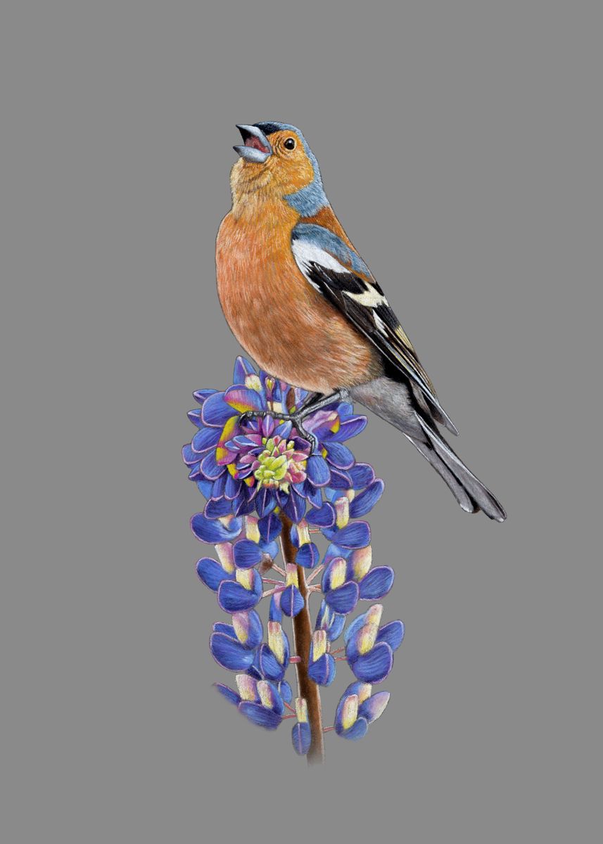 'Common chaffinch' Poster, picture, metal print, paint by Mikhail ...