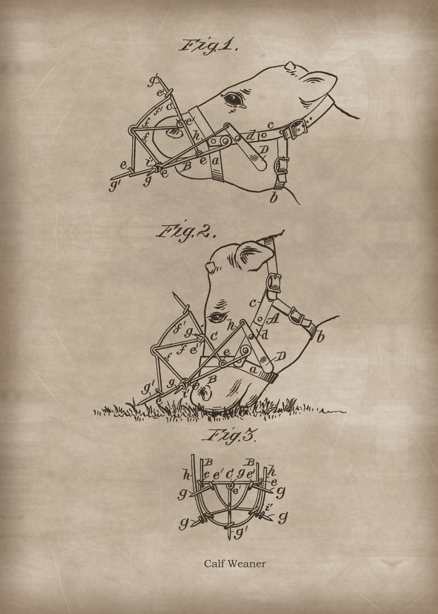 'Cow Calf Weaner' Poster, picture, metal print, paint by XandYart ...