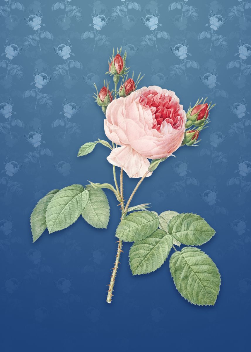 'Vintage Pink Cabbage Rose' Poster by Holy Rock Design | Displate