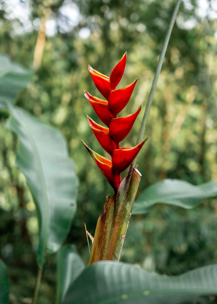 'Le Balisier' Poster, picture, metal print, paint by Simba Pict | Displate