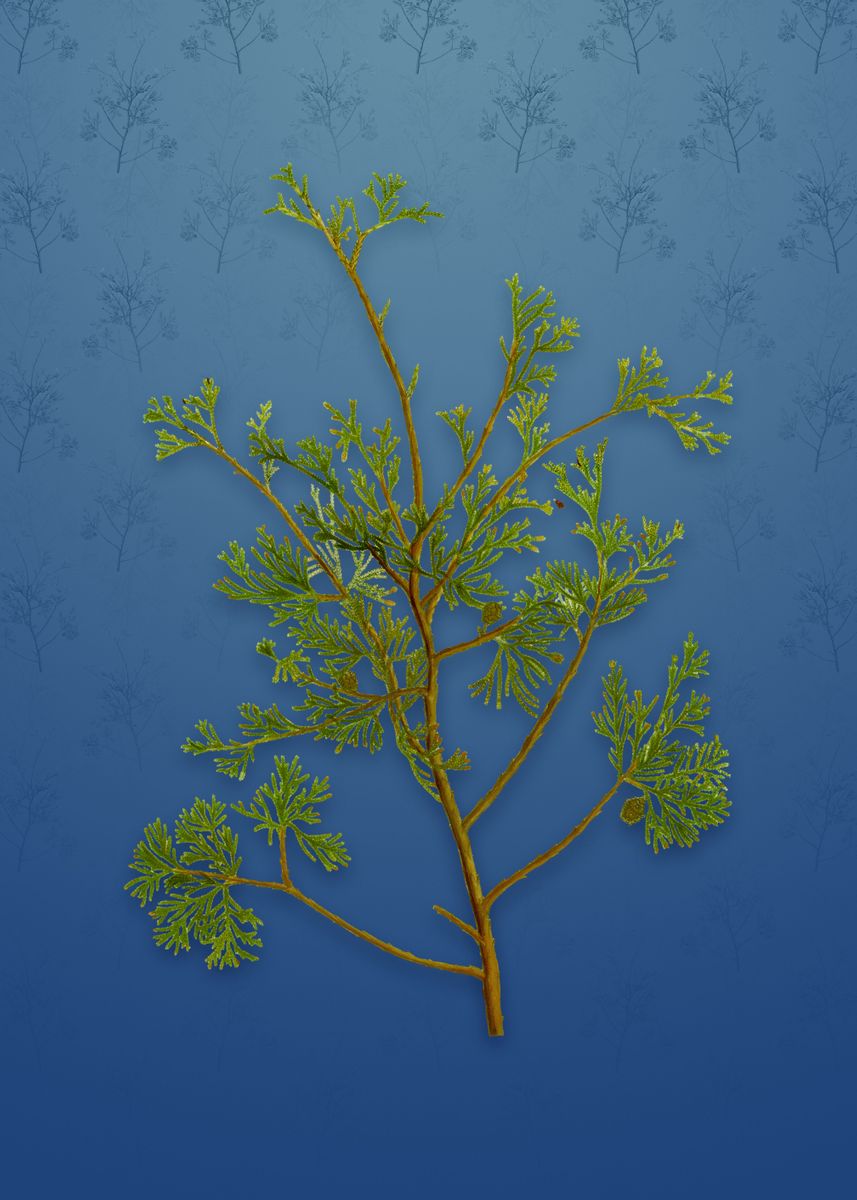 'Atlantic White Cypress' Poster, picture, metal print, paint by Holy ...