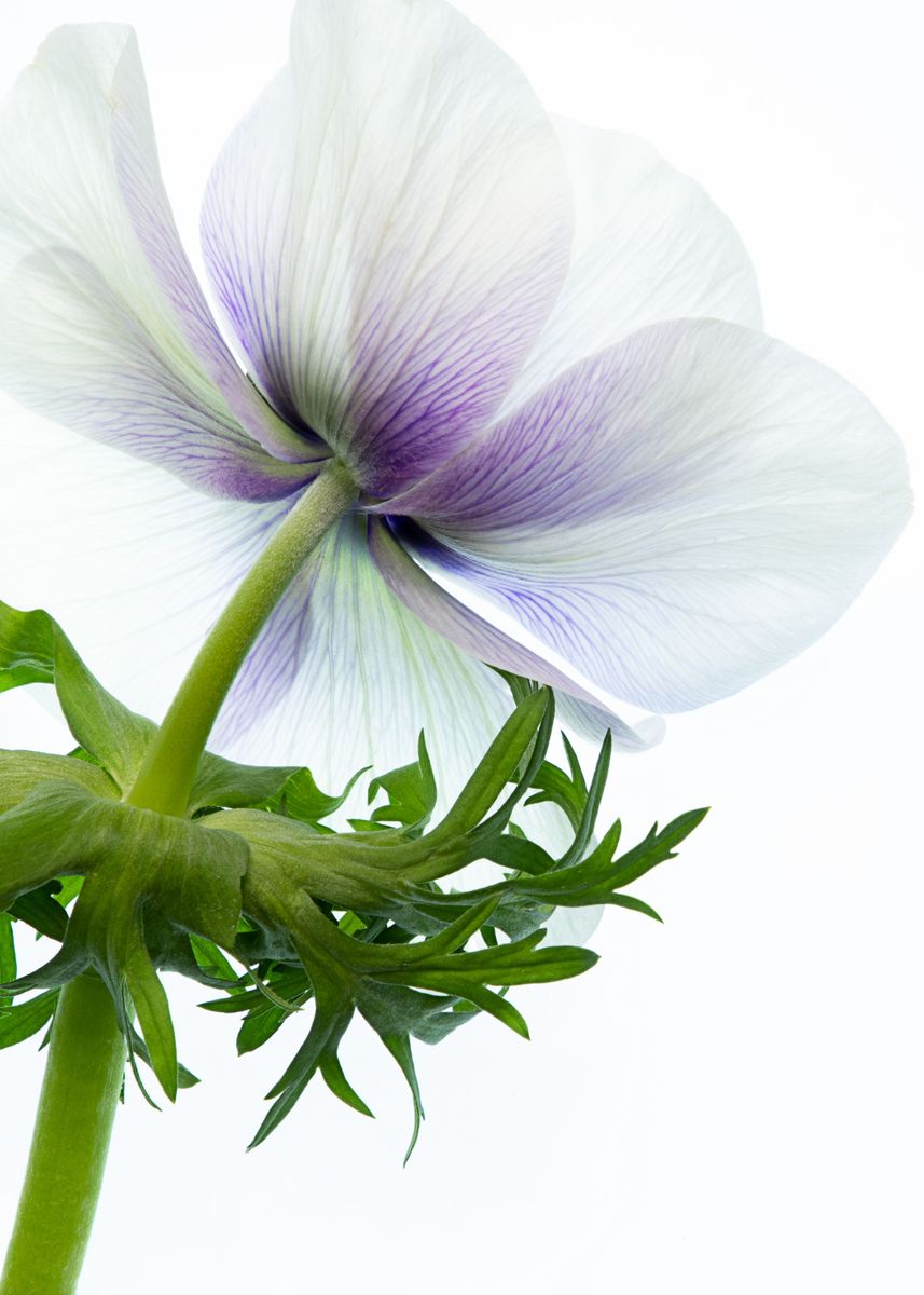 'one flower ' Poster, picture, metal print, paint by Amazing Artist ...