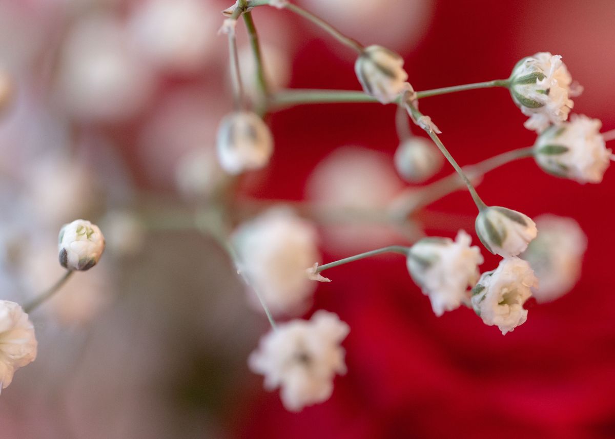 'white tiny ' Poster by Amazing Artist | Displate