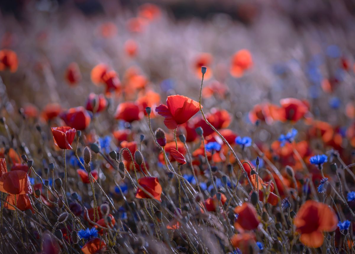 'Poppy field' Poster by anettastar | Displate
