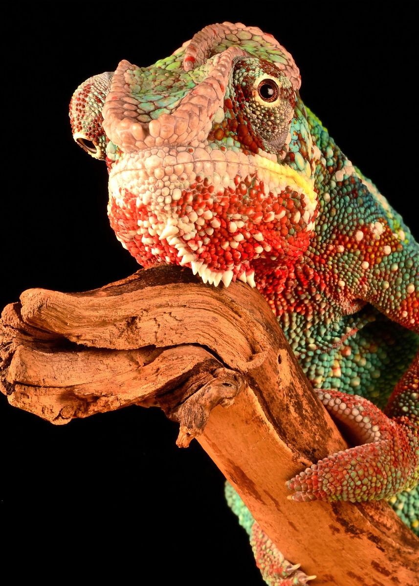 'Chameleon' Poster, picture, metal print, paint by Cherryhell Visual ...