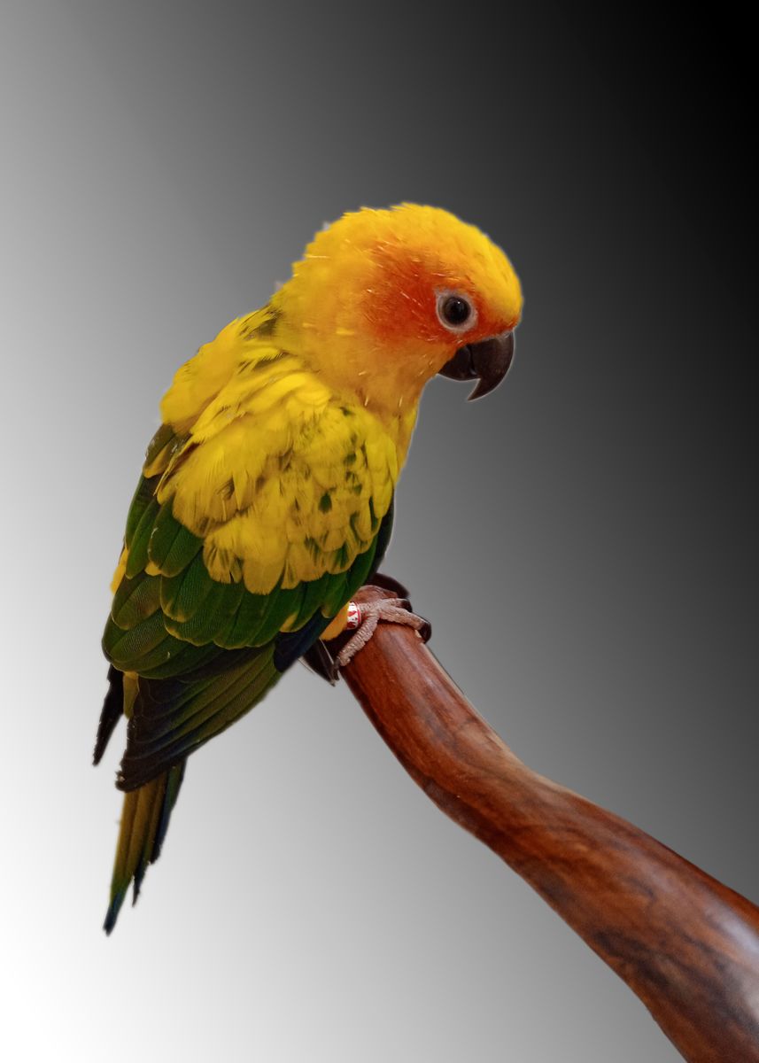 'True Parrot' Poster, picture, metal print, paint by Gani Bijish | Displate