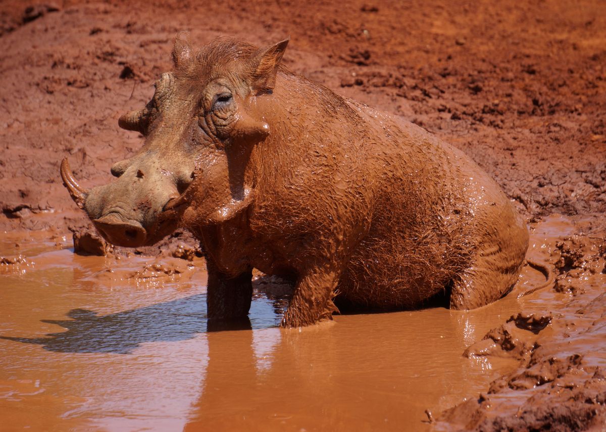'Warthog in Mud ' Poster by Stephen Bredenkamp | Displate