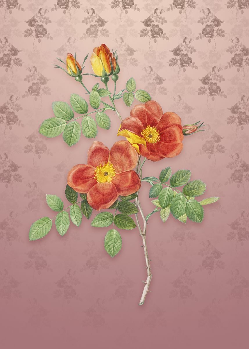 'Austrian Briar Rose' Poster, picture, metal print, paint by Holy Rock ...