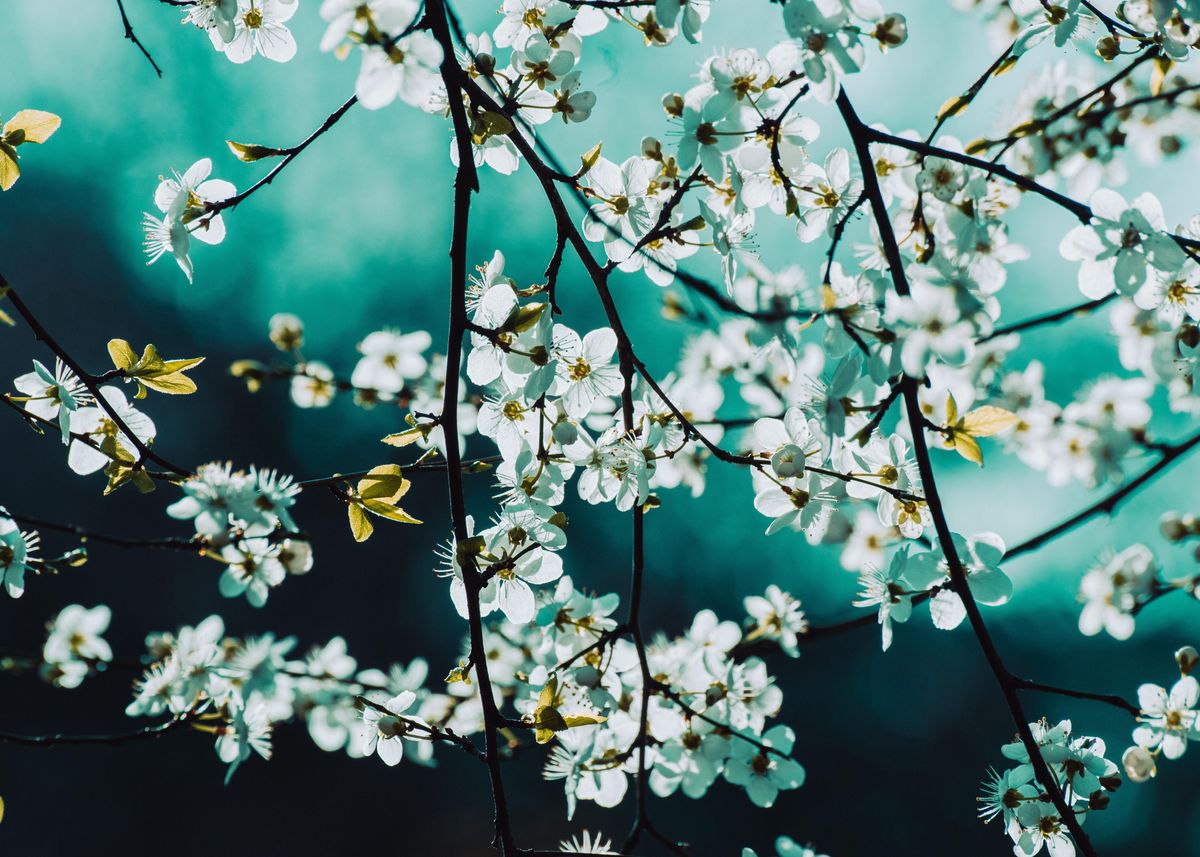 'Nature Cute Blossom Spring' Poster by WorldTravel Displate Art | Displate