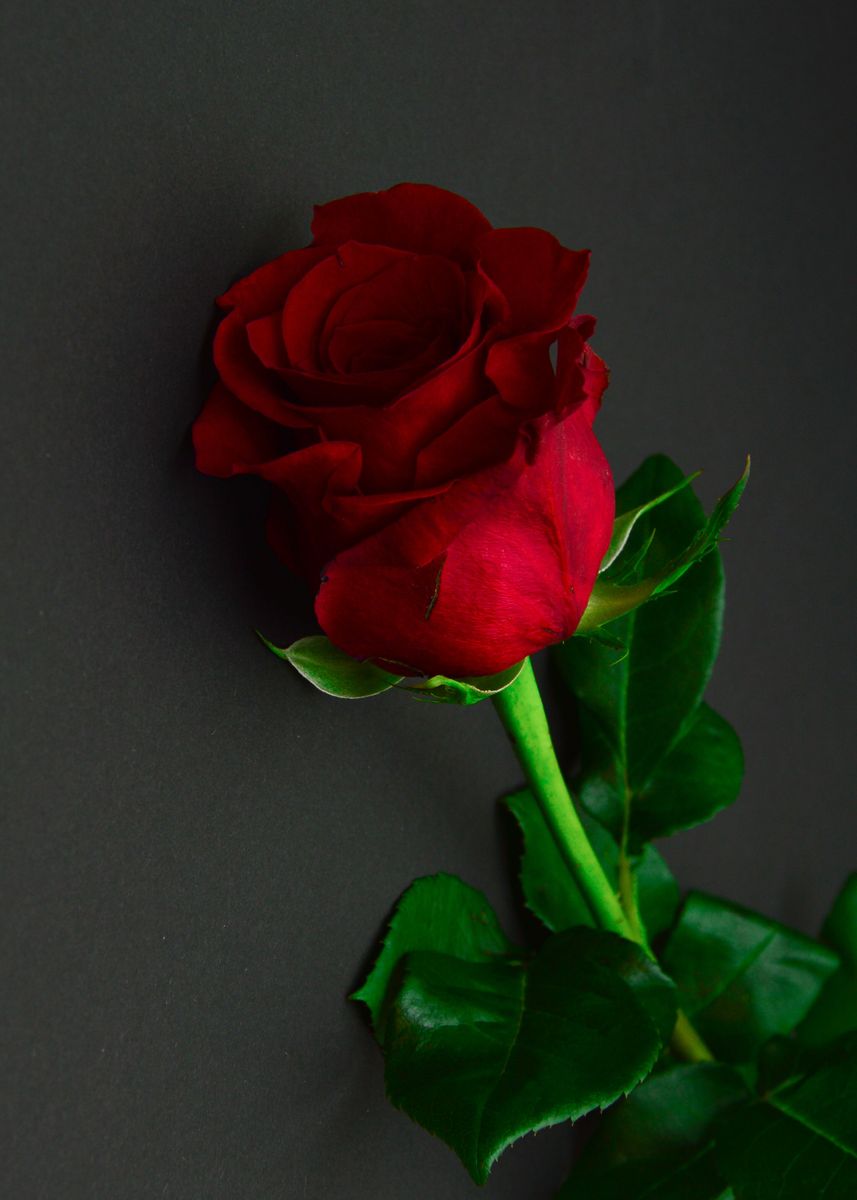 'red rose' Poster, picture, metal print, paint by TheGolden Hand | Displate