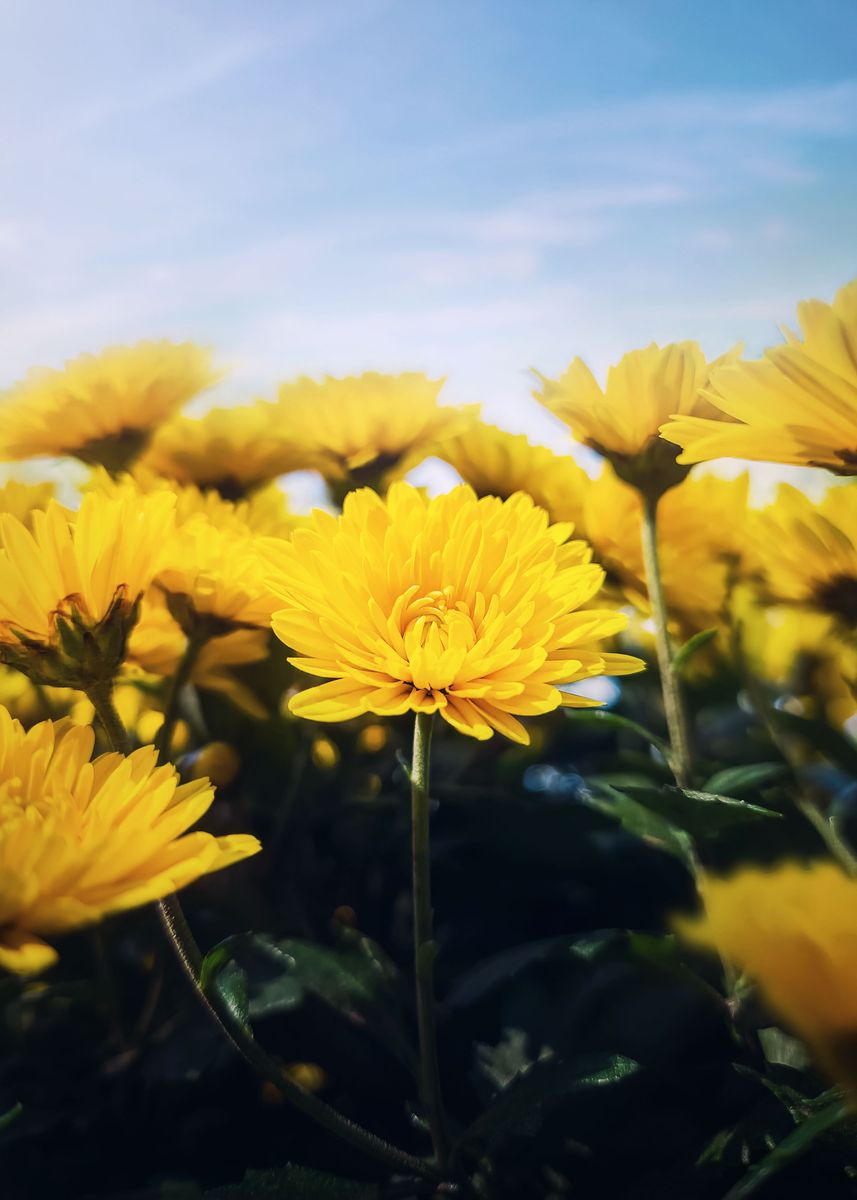 'Nature yellow chrysanths' Poster by PsychoShadow | Displate