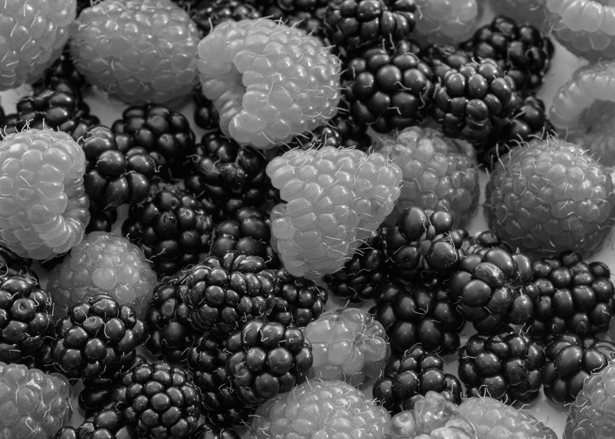 'blackberry raspberry gray ' Poster by The Diamond | Displate