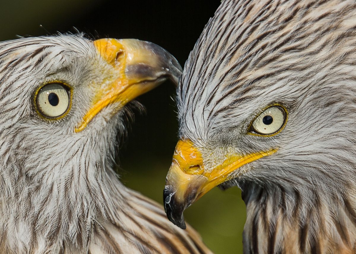 'Red Kite Birds of Prey' Poster by Sam Brady | Displate