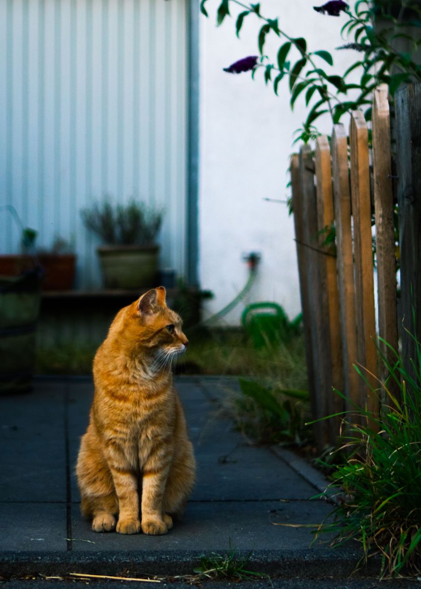 'Cute Orange Cat' Poster, picture, metal print, paint by M1SHA | Displate