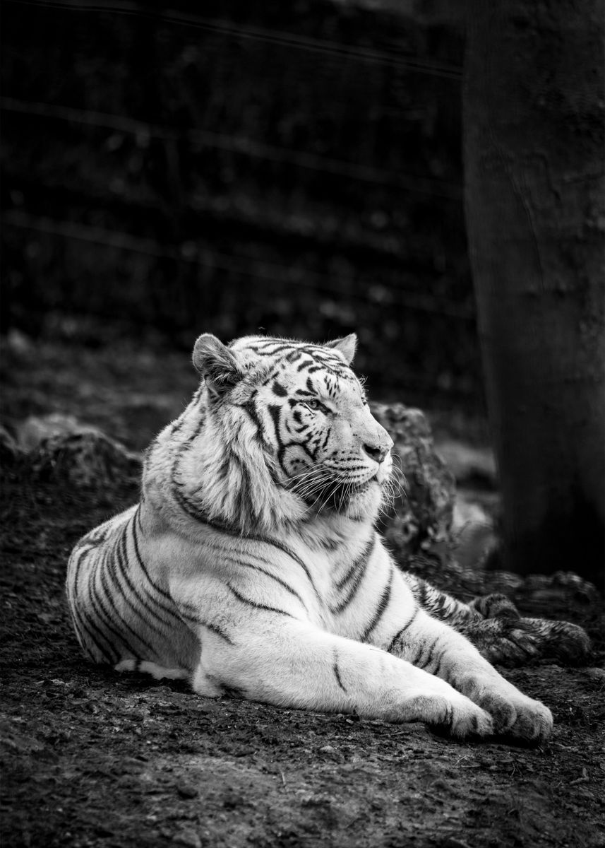 'Animal Wildlife' Poster by Animal Wildlife | Displate