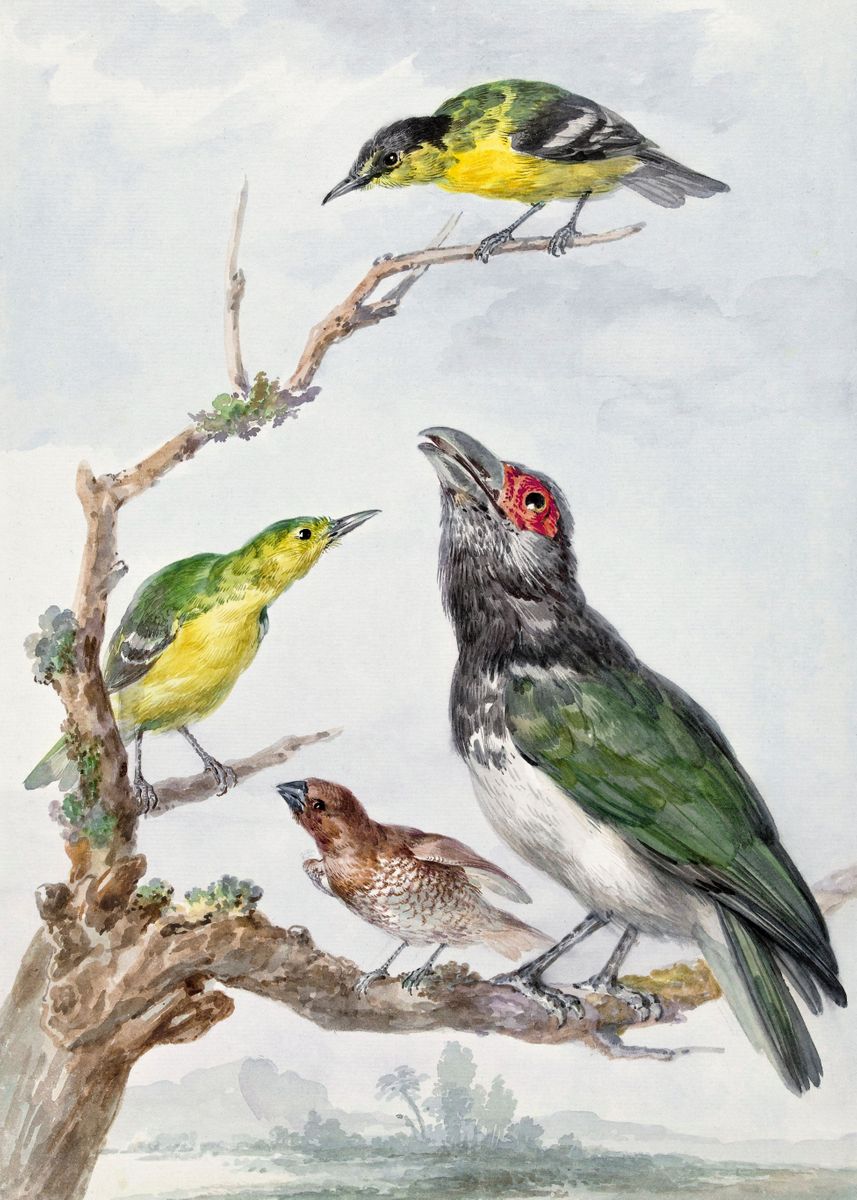 'Four Different Birds ' Poster by Sloka | Displate