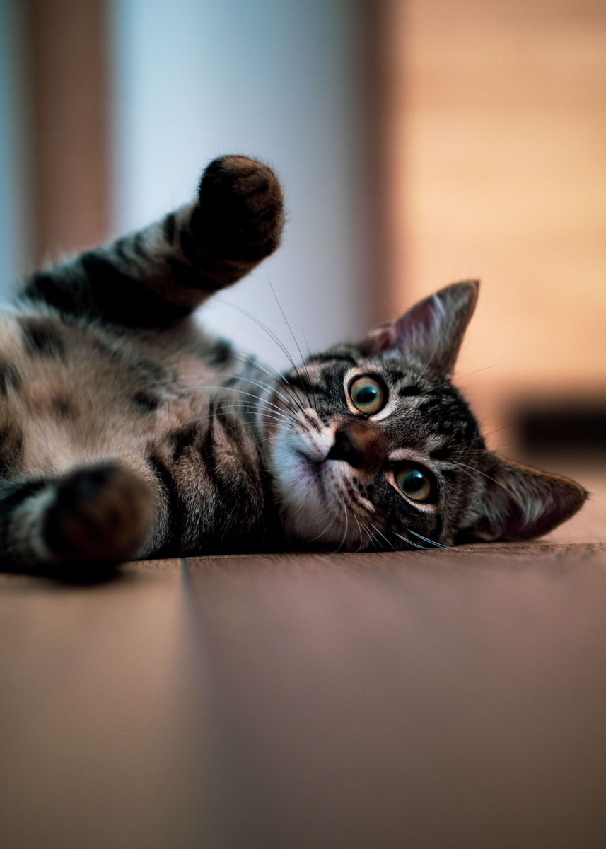 'cute cat' Poster, picture, metal print, paint by nicolas stempien ...