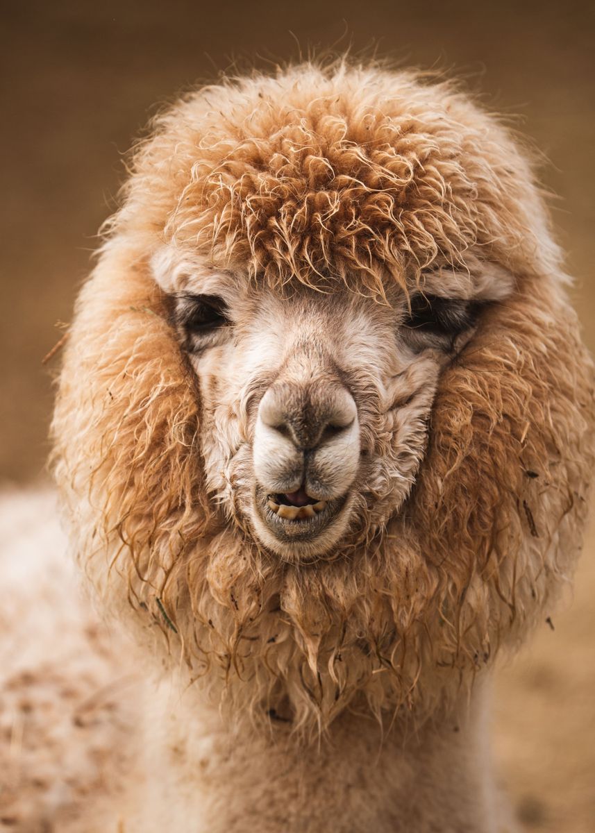 'alpaca' Poster, picture, metal print, paint by nicolas stempien lauff ...