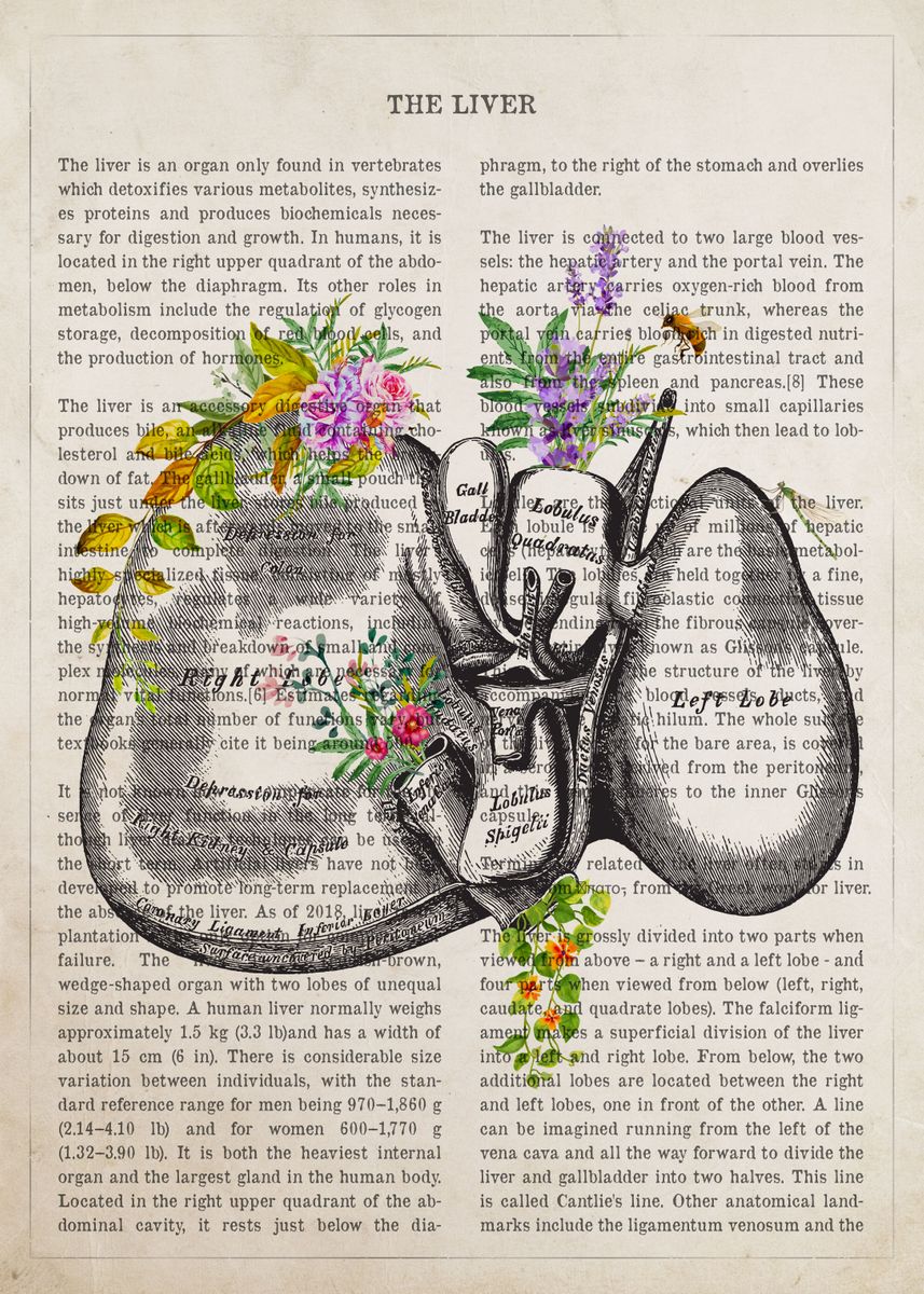 'Liver Anatomy' Poster, picture, metal print, paint by Aged Pixel ...