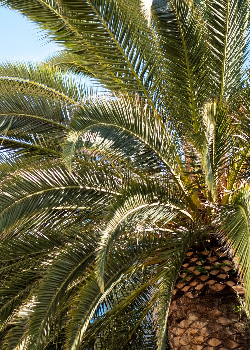 'palm tree ' Poster by Amazing Artist | Displate