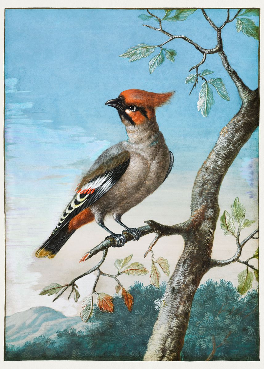 'Bird Study painting 1700' Poster, picture, metal print, paint by Sloka ...