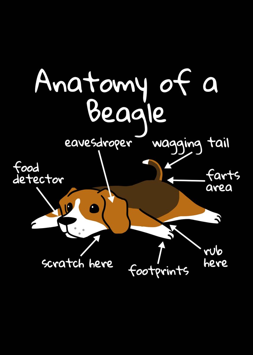 'Anatomy Of A Beagle' Poster, picture, metal print, paint by PetPrints | Displate