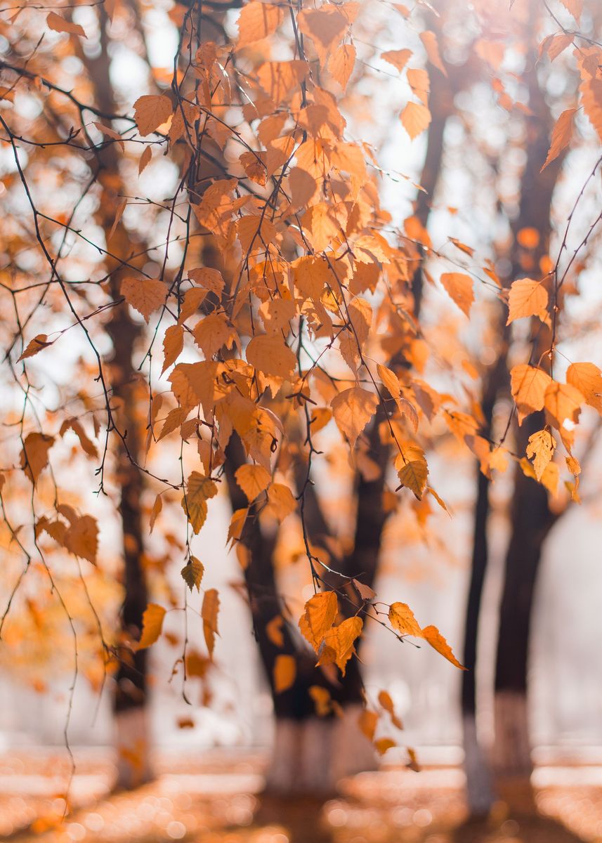 'Autumn Vibes ' Poster, picture, metal print, paint by Big City | Displate
