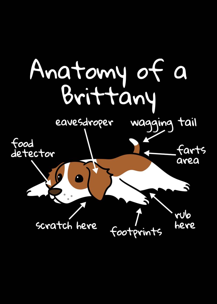 'Brittany Spaniel Anatomy ' Poster, picture, metal print, paint by ...