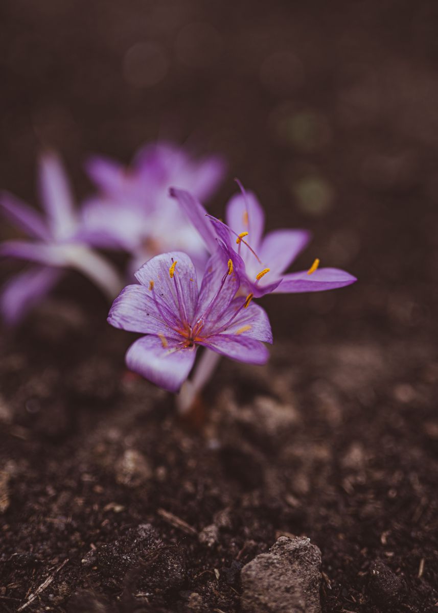 'Earthy flower' Poster, picture, metal print, paint by Malwina Lewinska ...