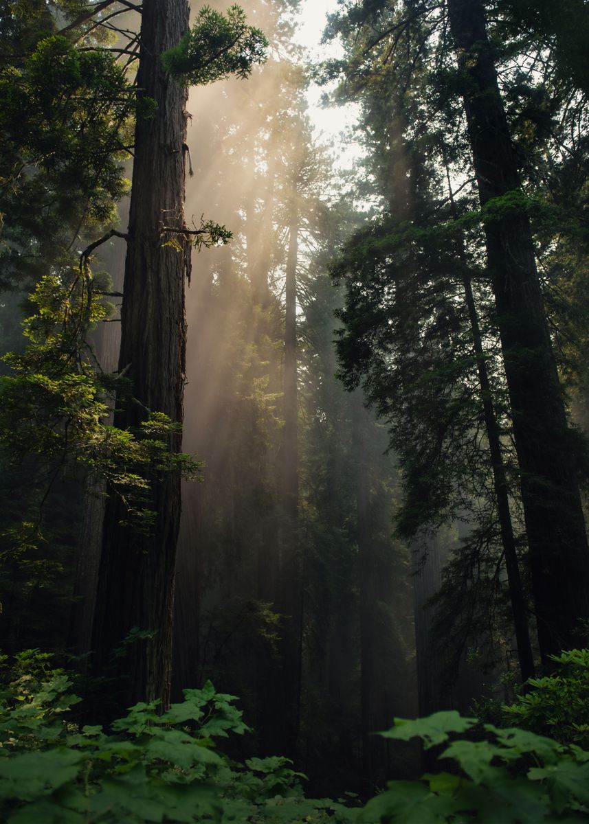 'Forest' Poster, picture, metal print, paint by Rois Lois | Displate