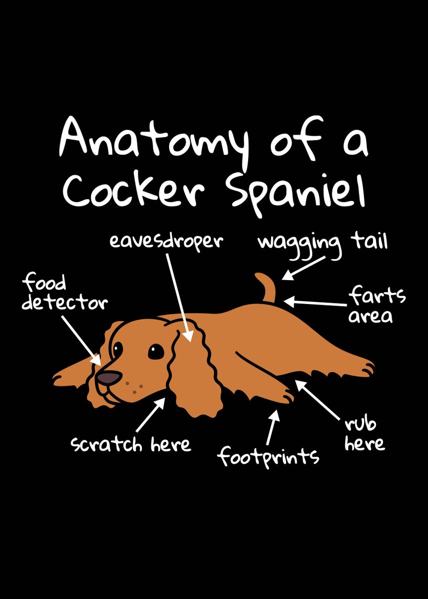 'Cocker Spaniel Anatomy ' Poster, picture, metal print, paint by ...