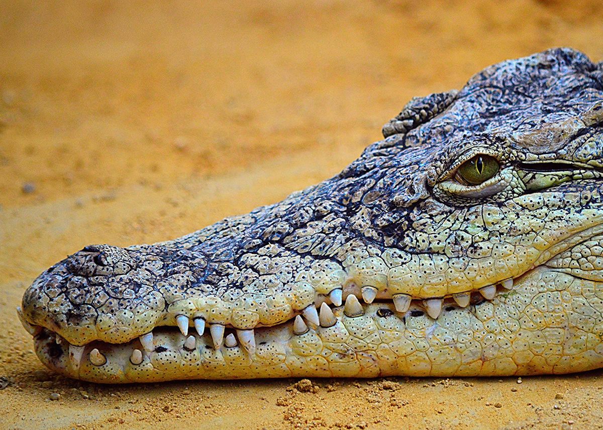 'Gator jaws' Poster by Stephen Bredenkamp | Displate