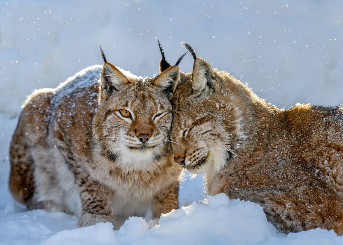 'Two lynx in winter' Poster by Volodymyr Burdiak | Displate