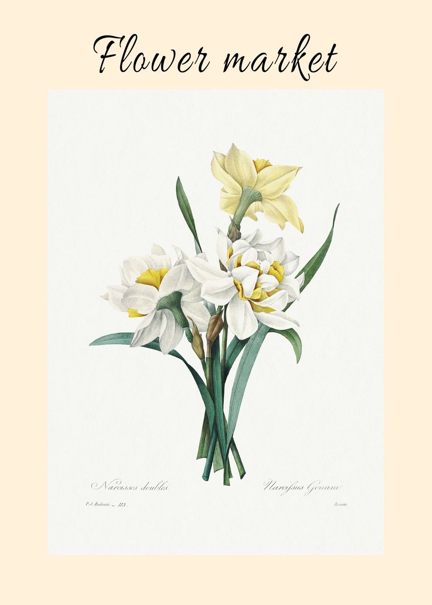 'Double Daffodil' Poster, picture, metal print, paint by David Pup ...