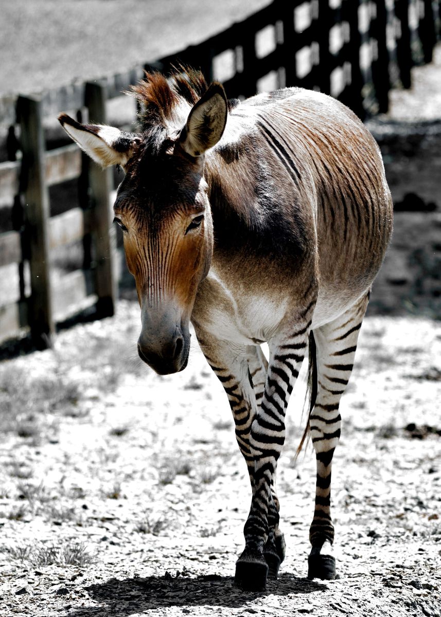 'Cute Donkey' Poster by Jane Lovering | Displate