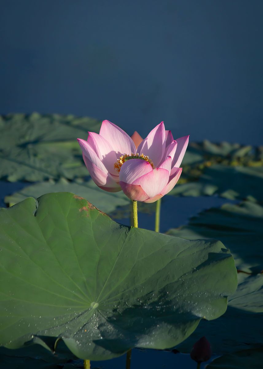 'beautiful lotus' Poster, picture, metal print, paint by HanPing Tseng ...