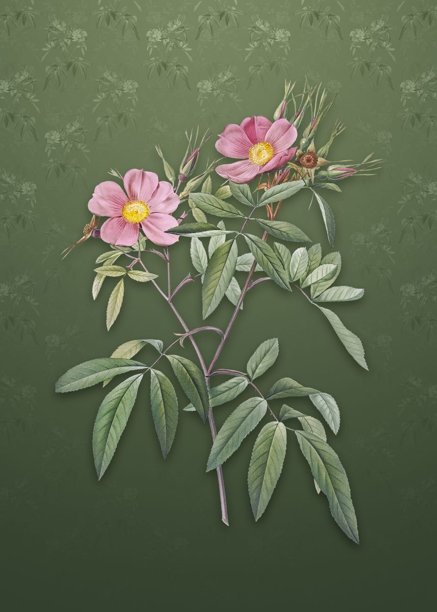 'Vintage Pink Swamp Roses' Poster by Holy Rock Design | Displate