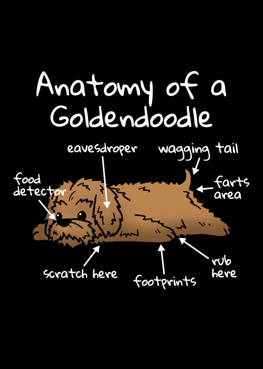 'Anatomy Of A Goldendoodle' Poster, picture, metal print, paint by ...