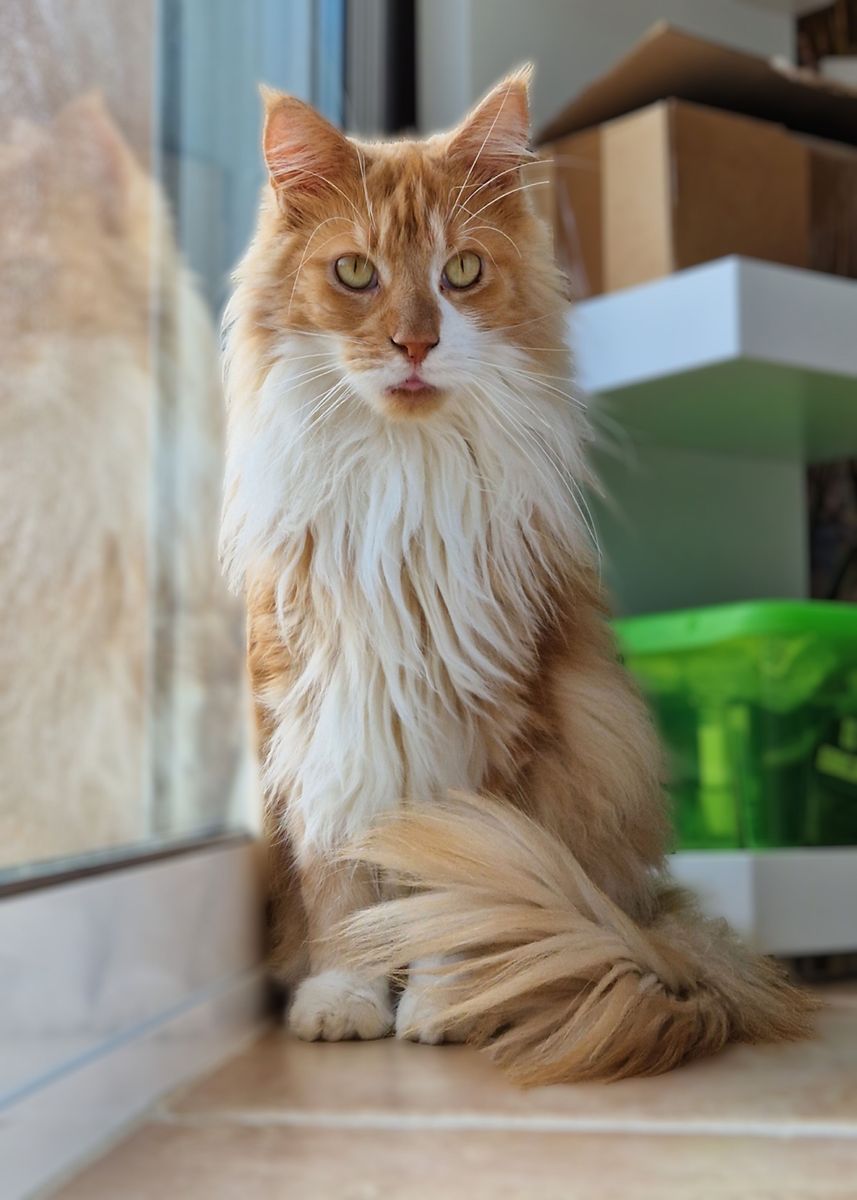'Red Maine Coon' Poster, picture, metal print, paint by Coco | Displate